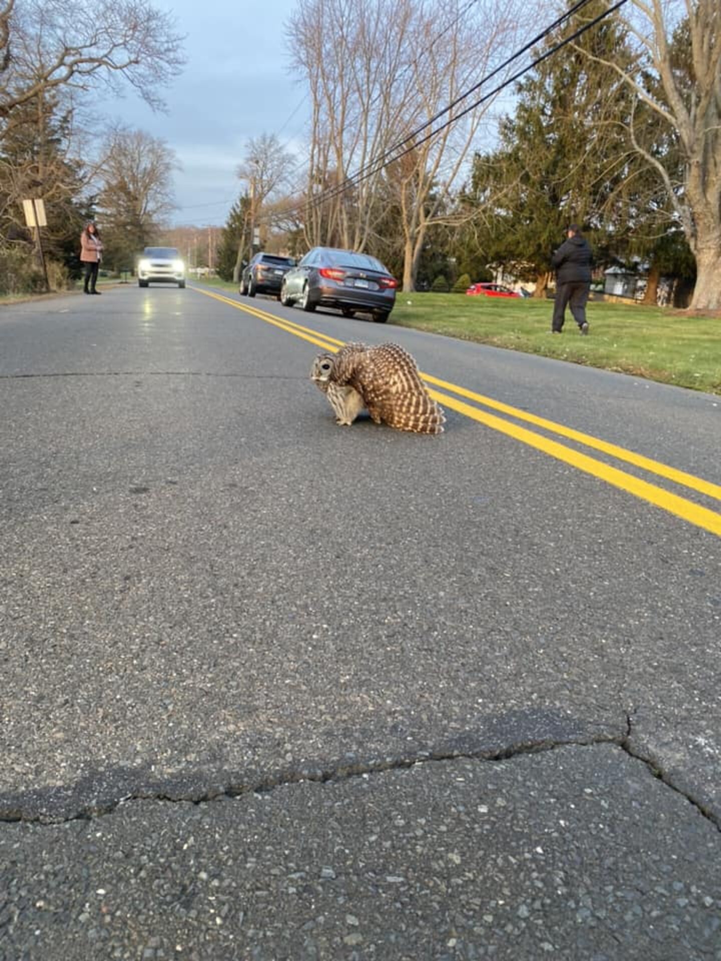 Woman Finds Owl Lying On A Busy Road And Knows She Has To Help - The Dodo
