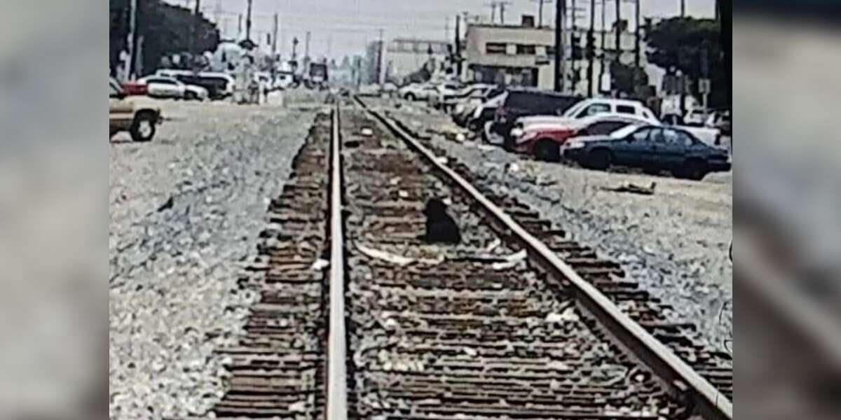 Woman Finds Black Lump Of Fur On Train Tracks And Knows Just What To Do ...