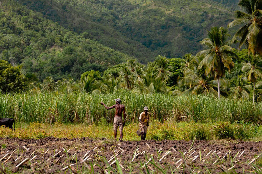 A Guide to Fresh Cane Spirits - Thrillist