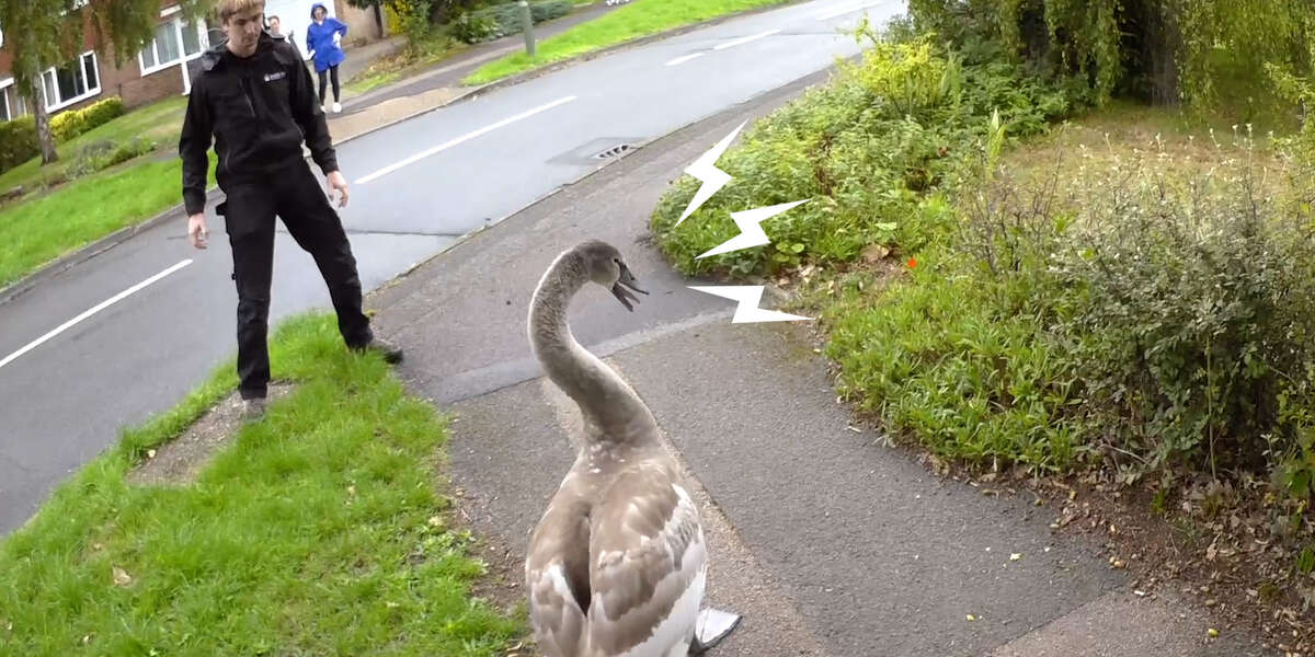 Aggressive Swan Gets to Meet His New Family - Videos - The Dodo