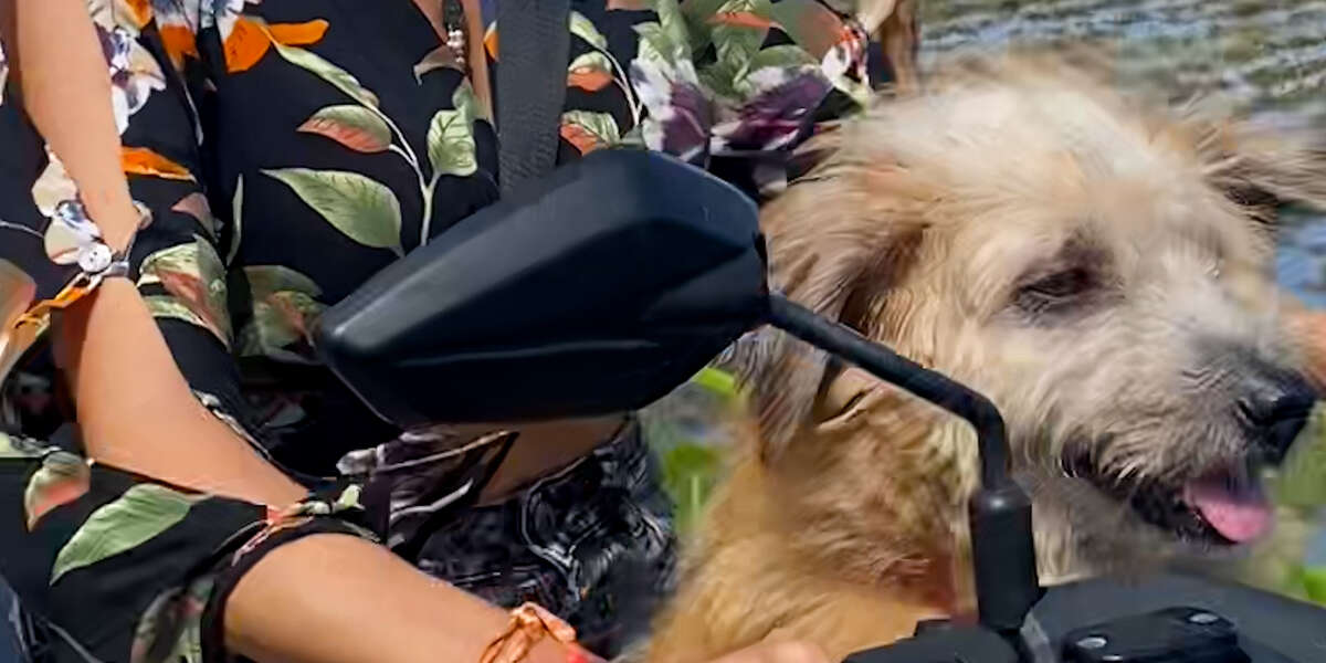 Stray Dog Who Couldn't Stop Crying Goes On Joyrides Now - Videos - The Dodo