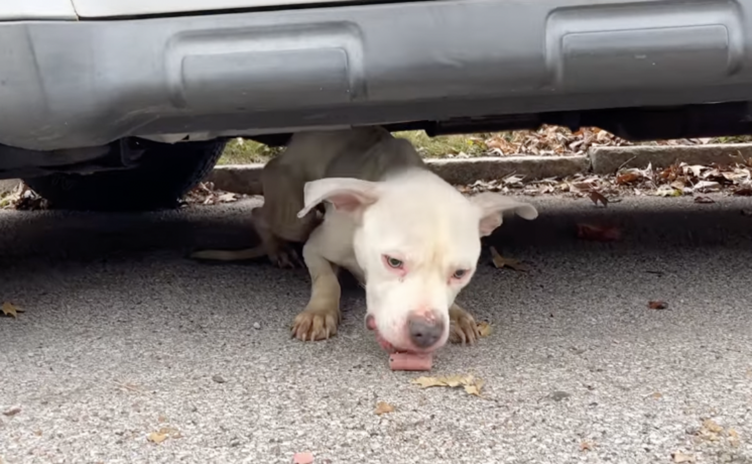 Stray Dog Living Under Car Waited Weeks For Someone To Find Him - The Dodo