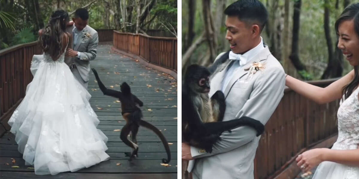 Newlyweds Can’t Believe Their Eyes As Monkey Family Interrupts Photo ...
