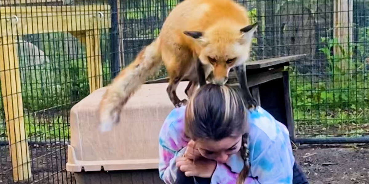 Rescued Fox Does Whatever She Wants Until She Meets A Baby Fox - Videos ...