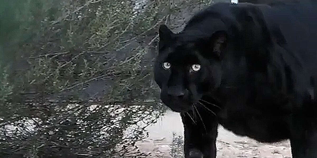 Guy Drove For Two Straight Days So This Black Leopard Takes His First ...