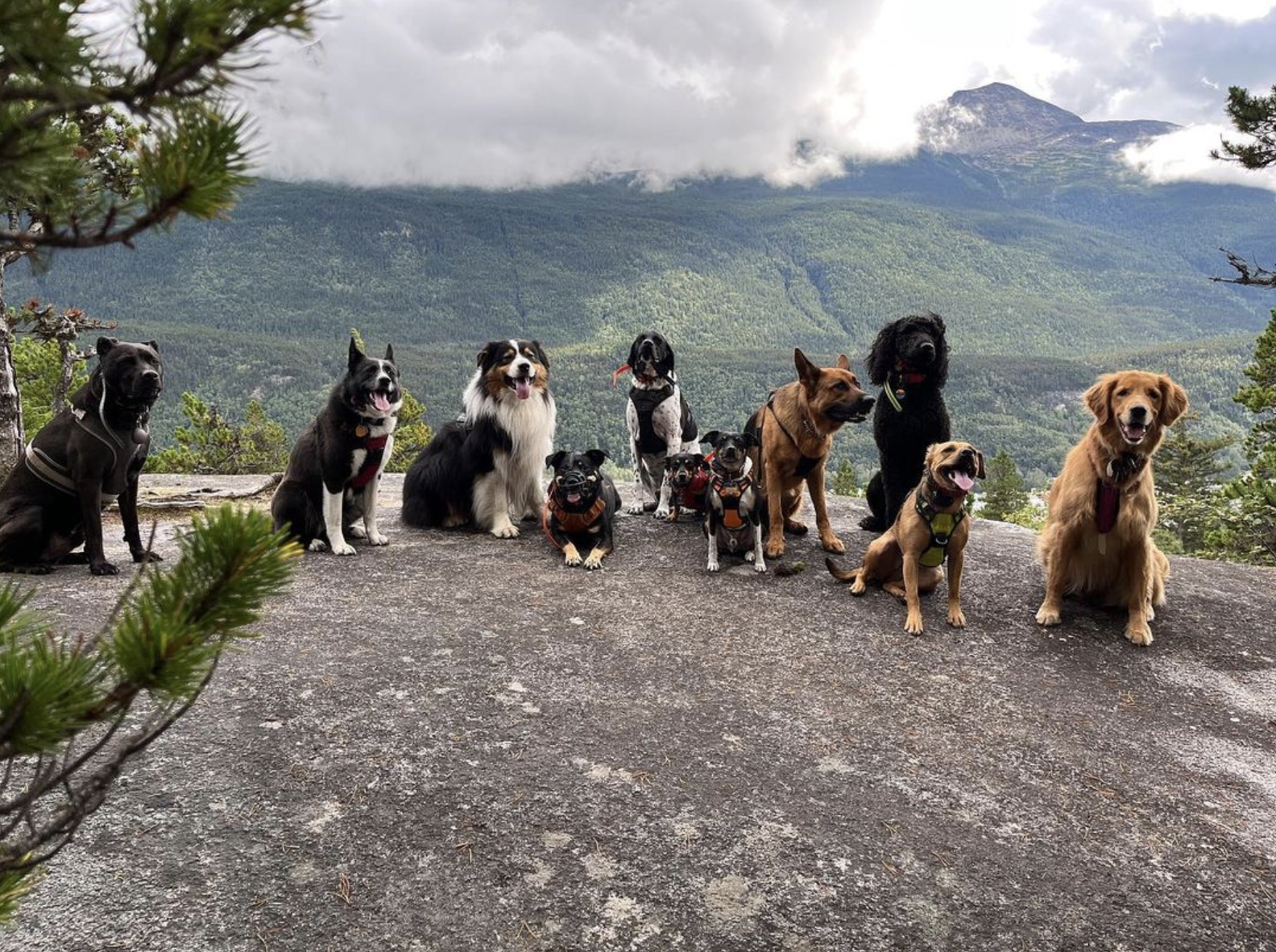 People Create A Skagway Dog Bus To Take Neighborhood Dogs Out On Little ...