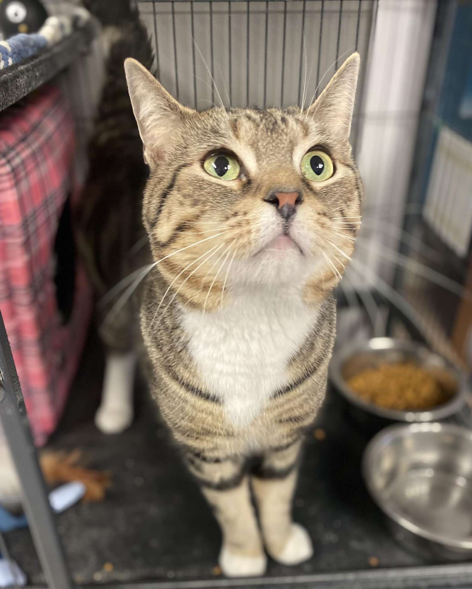 Sassy Shelter Cat Gets The Most Hilarious Notice Put On His Cage - The Dodo