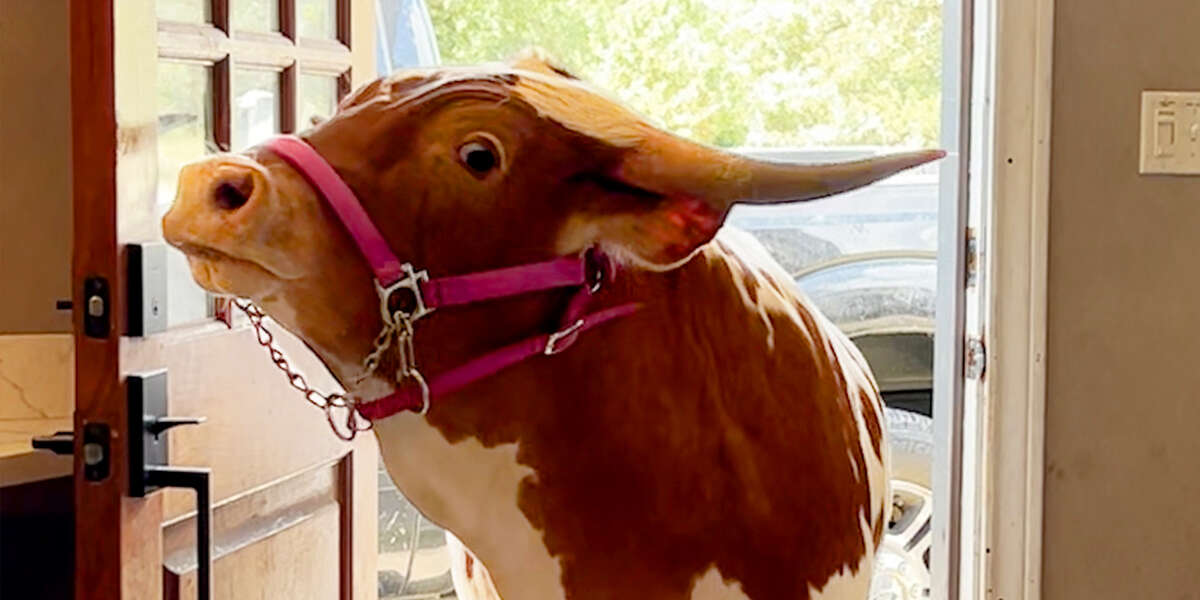 Cow Walks Into House To Watch TV With Mom - Videos - The Dodo