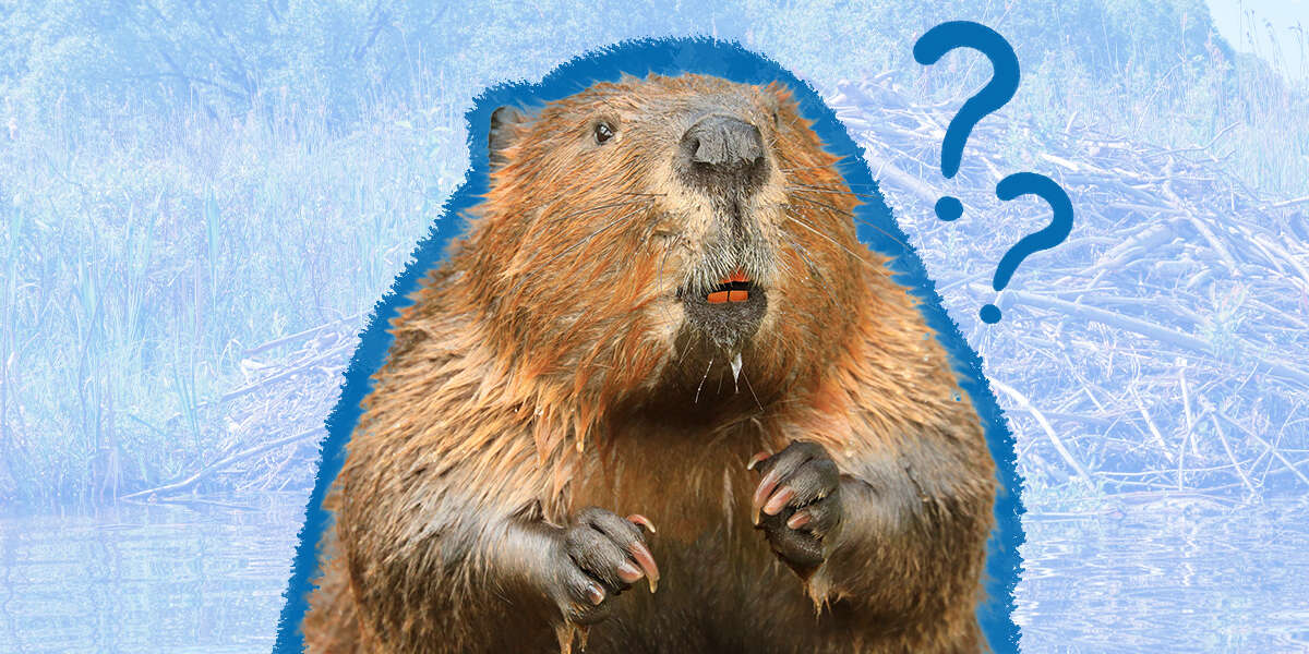 Why Do Beavers Build Dams? And How They Do It - DodoWell - The Dodo