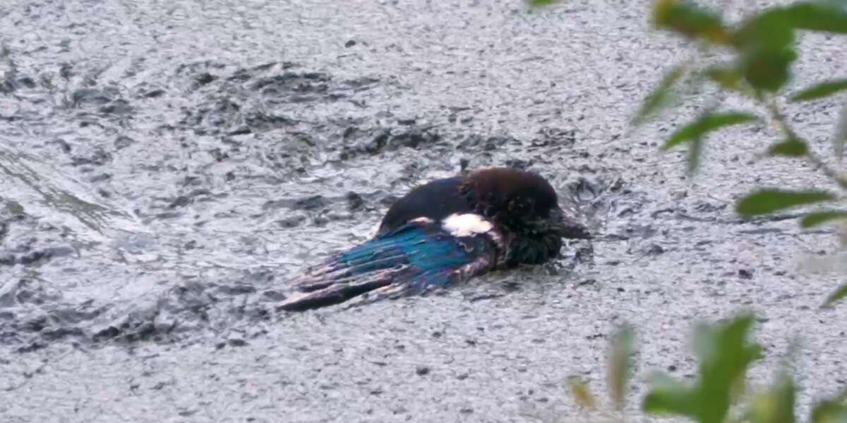 Rescuer Climbs Into Deep Mud To Save A Magpie - Videos - The Dodo