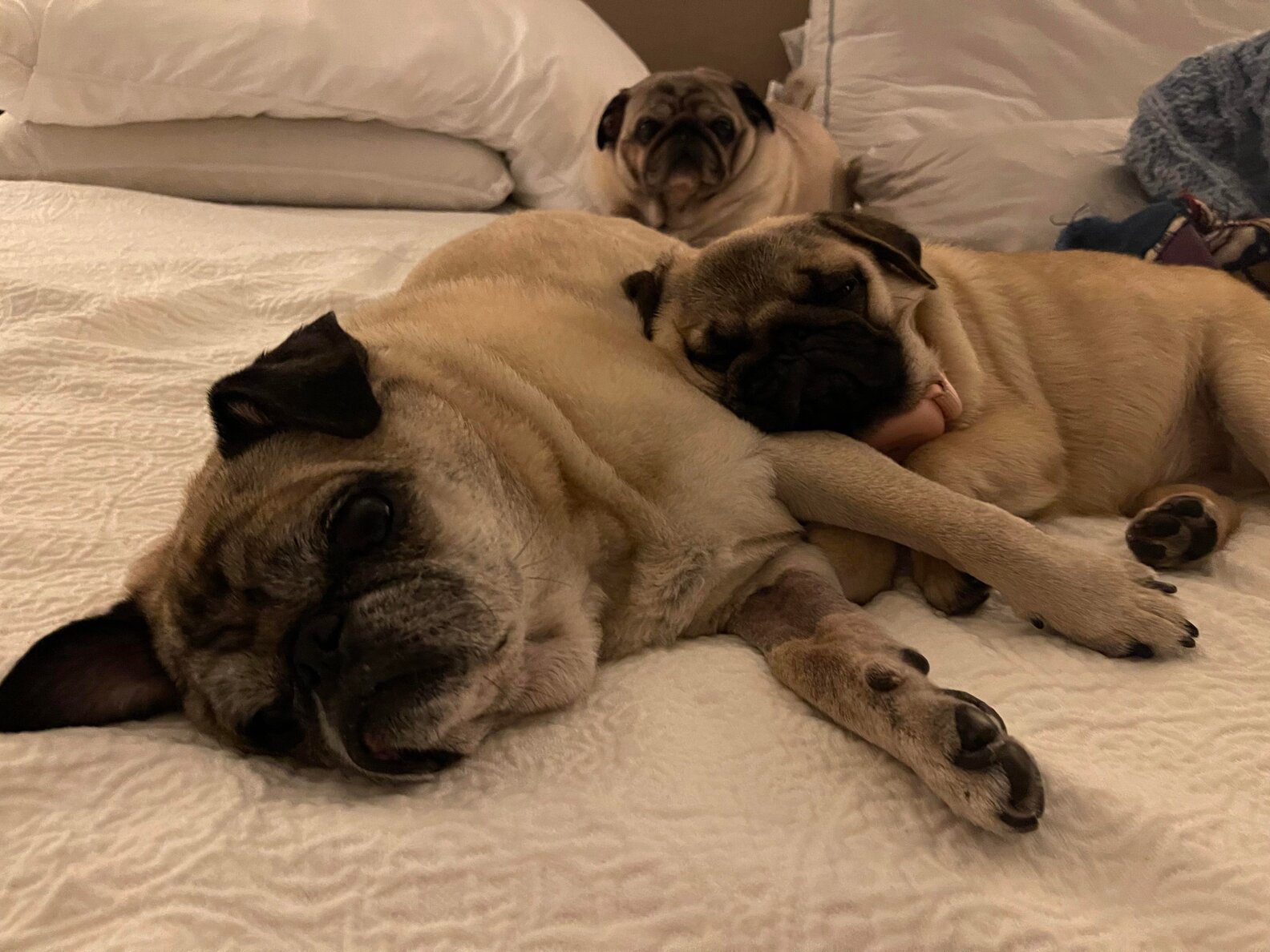 Pug Puppy Meets A Statue That Looks Just Like Her And Falls In Love ...