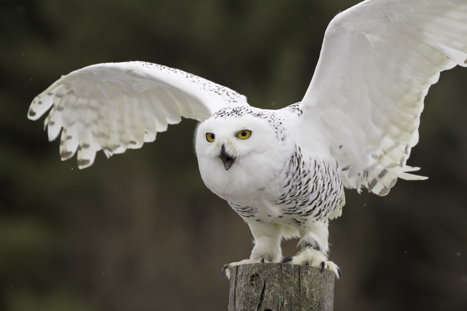 Snowy Owl Facts For Kids: 11 Things That May Surprise You About This ...