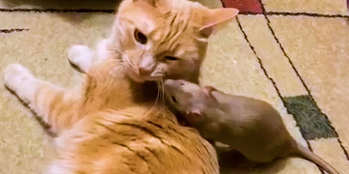 Cuddly Rat Can't Stop Giving His Cat Sister Hugs And Kisses - Videos ...