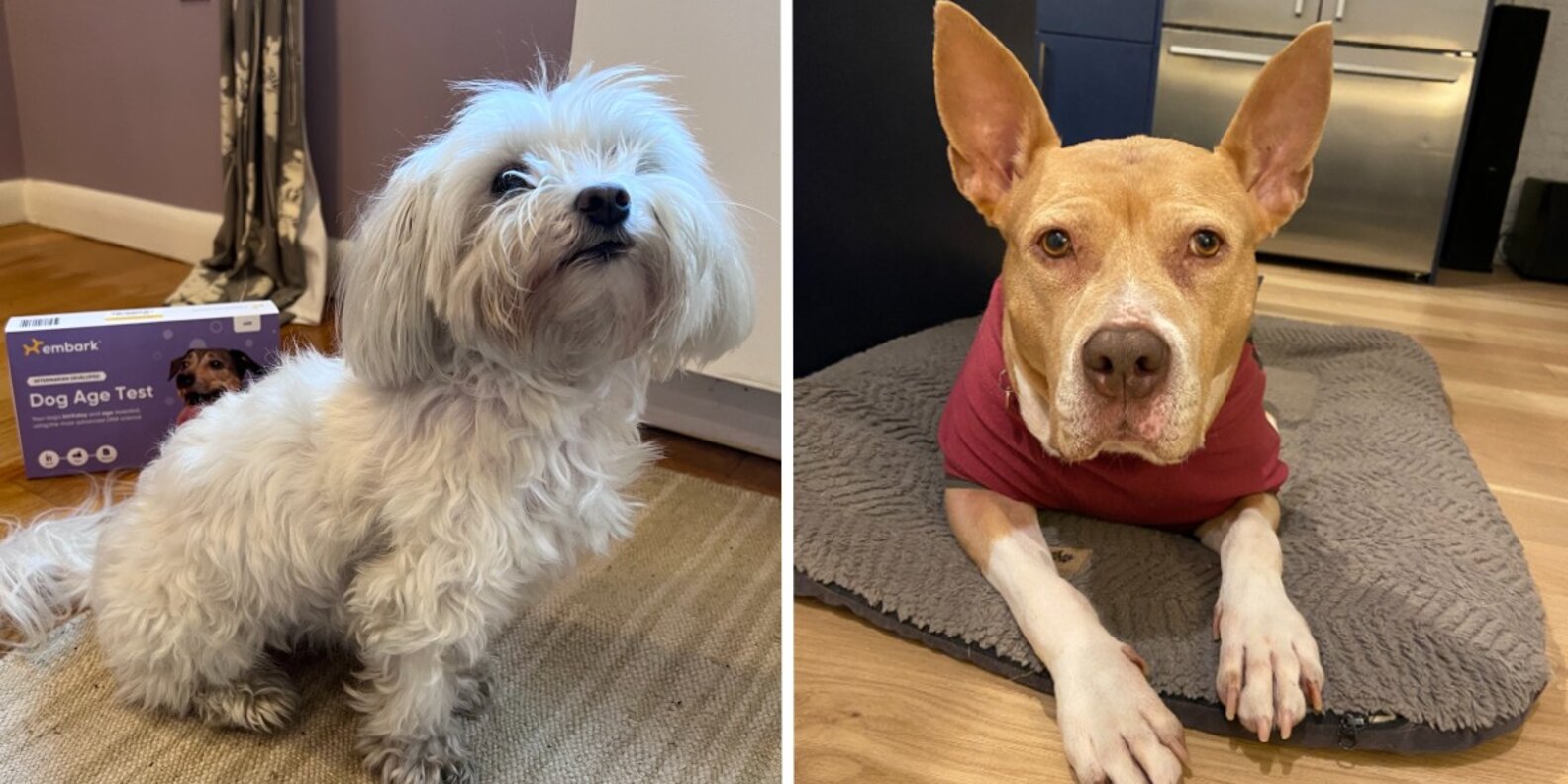 Embark Age Test Review For Dogs: We Put It To The Test On Our Pets ...
