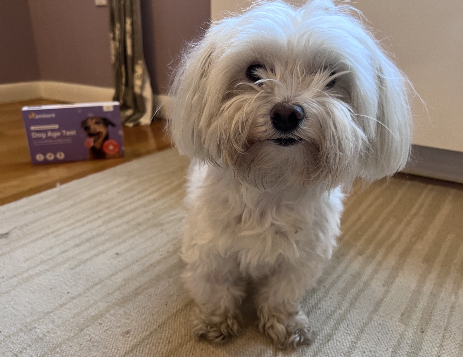 Embark Age Test Review For Dogs: We Put It To The Test On Our Pets ...