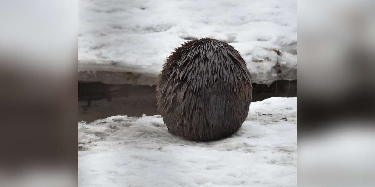 Woman Captures Photo Of Strange Furry Blob - The Dodo