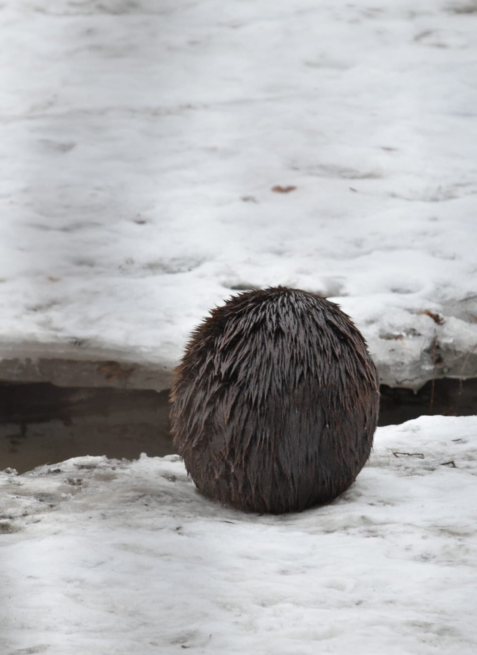 Woman Captures Photo Of Strange Furry Blob - The Dodo
