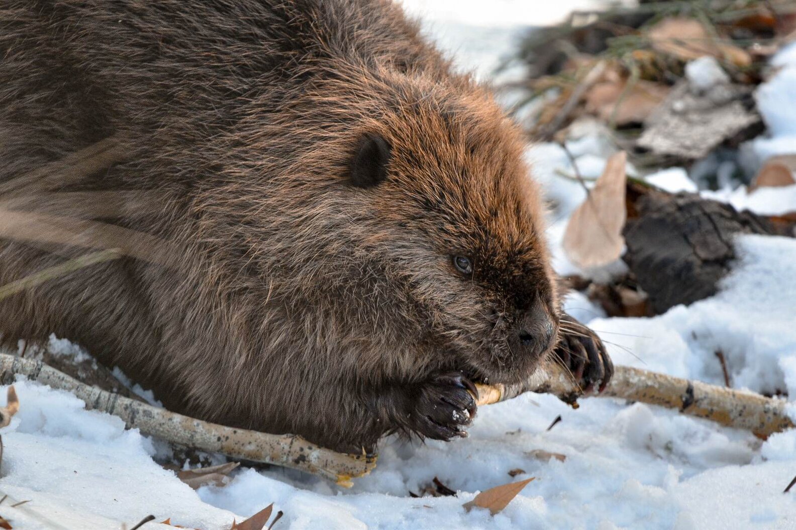 Woman Captures Photo Of Strange Furry Blob - The Dodo
