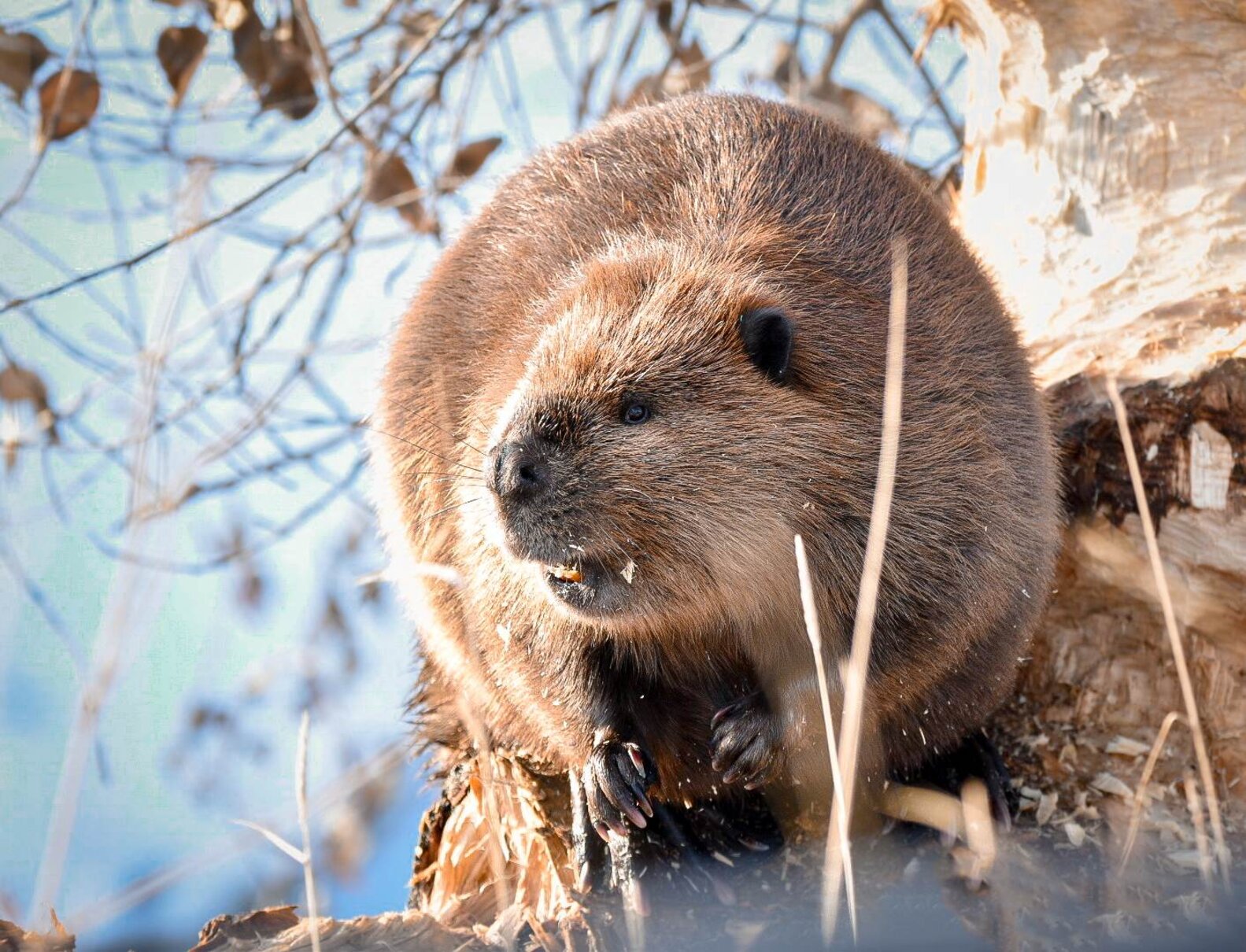 Woman Captures Photo Of Strange Furry Blob - The Dodo