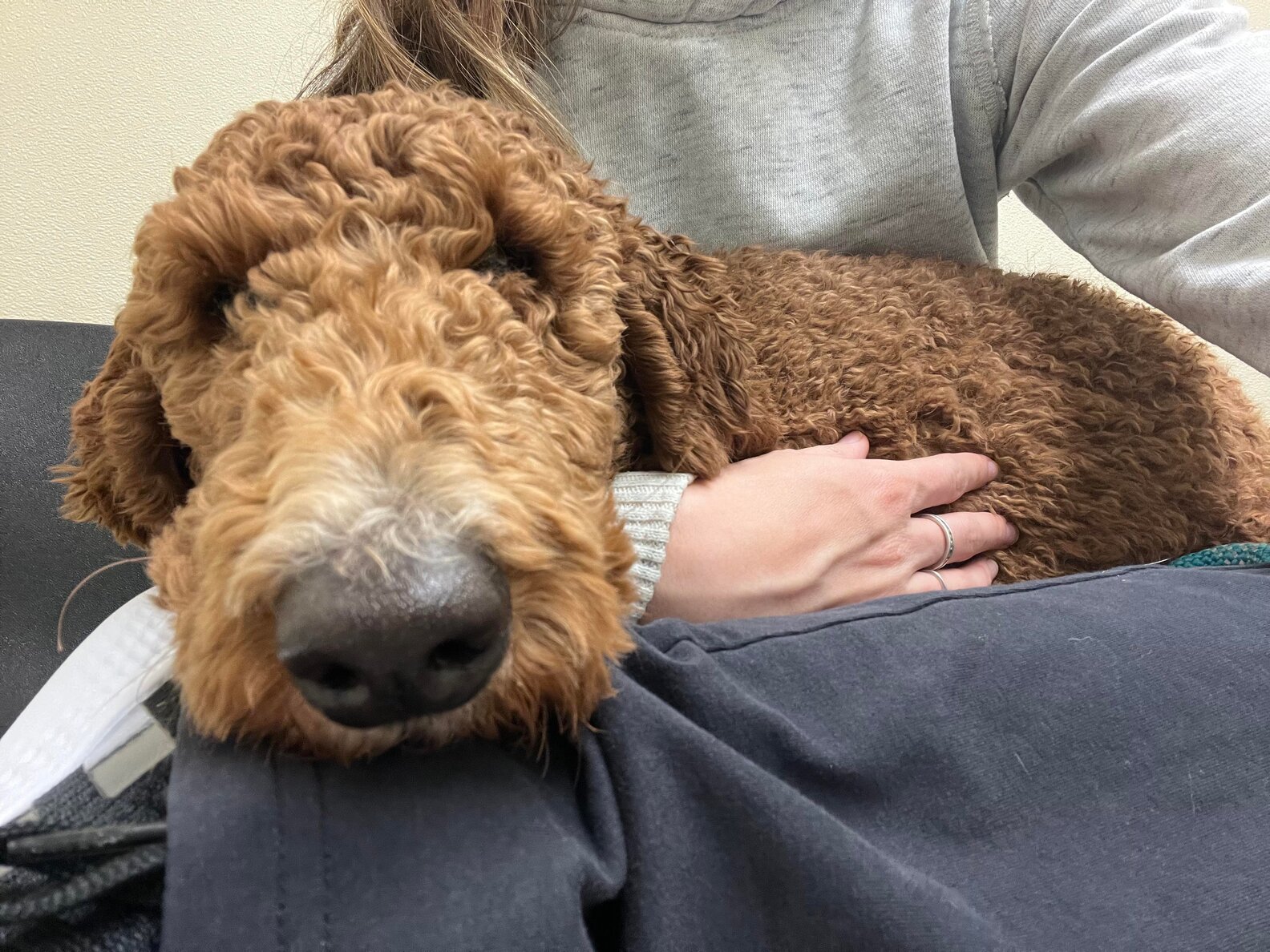 Woman Wakes Up To Find Her Foster Dog Left Her A Tiny Surprise - The Dodo