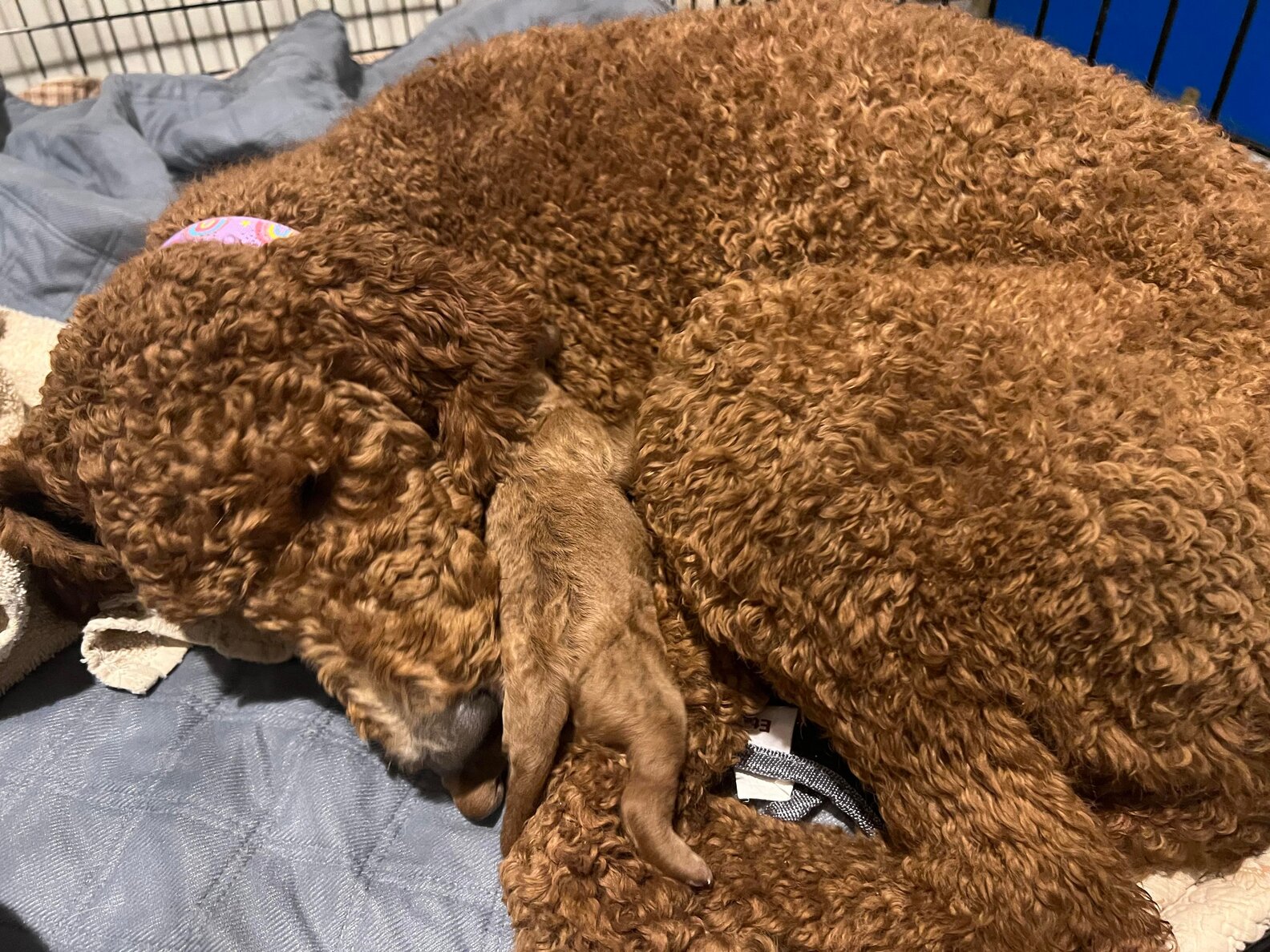 Woman Wakes Up To Find Her Foster Dog Left Her A Tiny Surprise - The Dodo