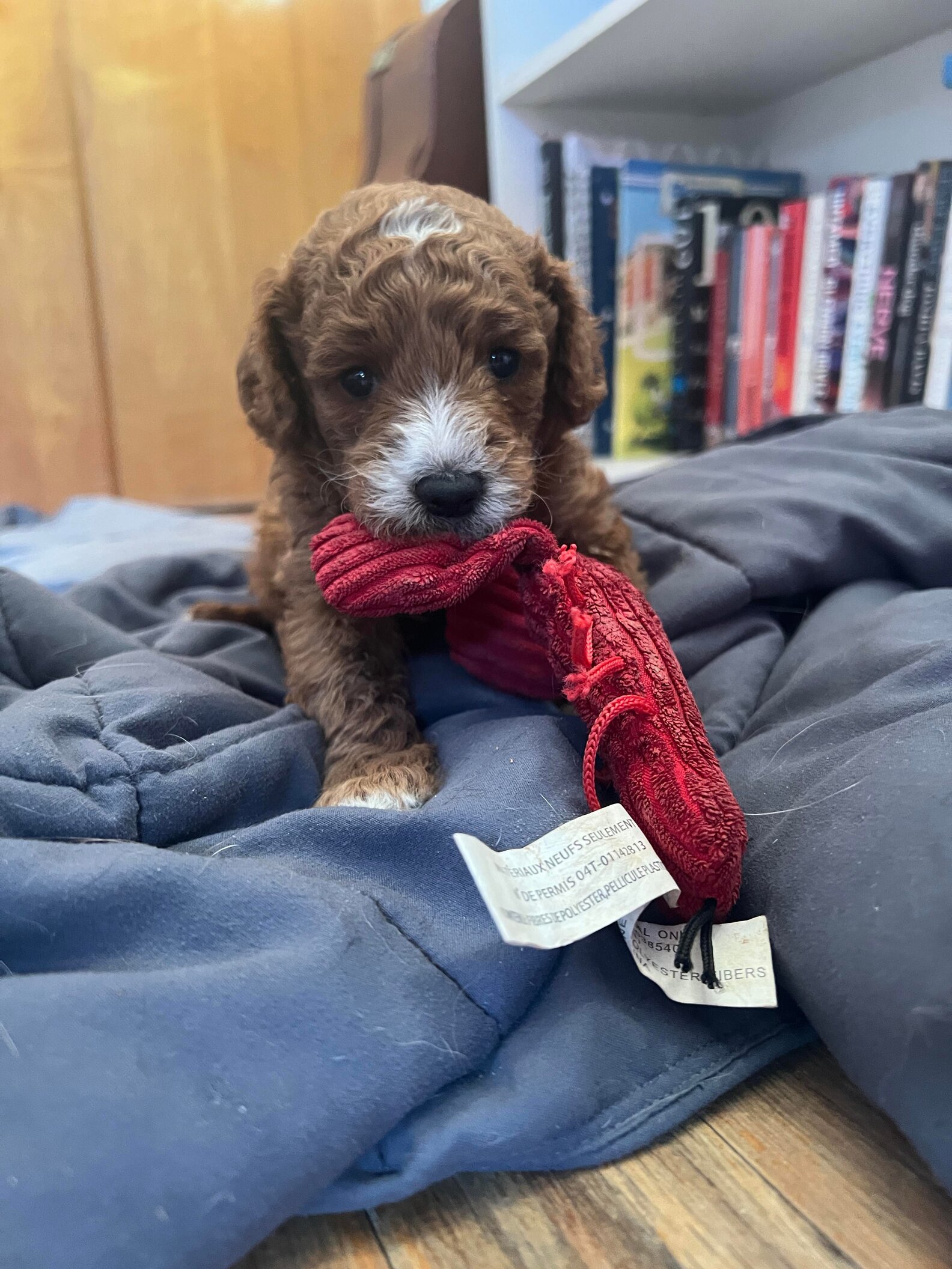Woman Wakes Up To Find Her Foster Dog Left Her A Tiny Surprise - The Dodo