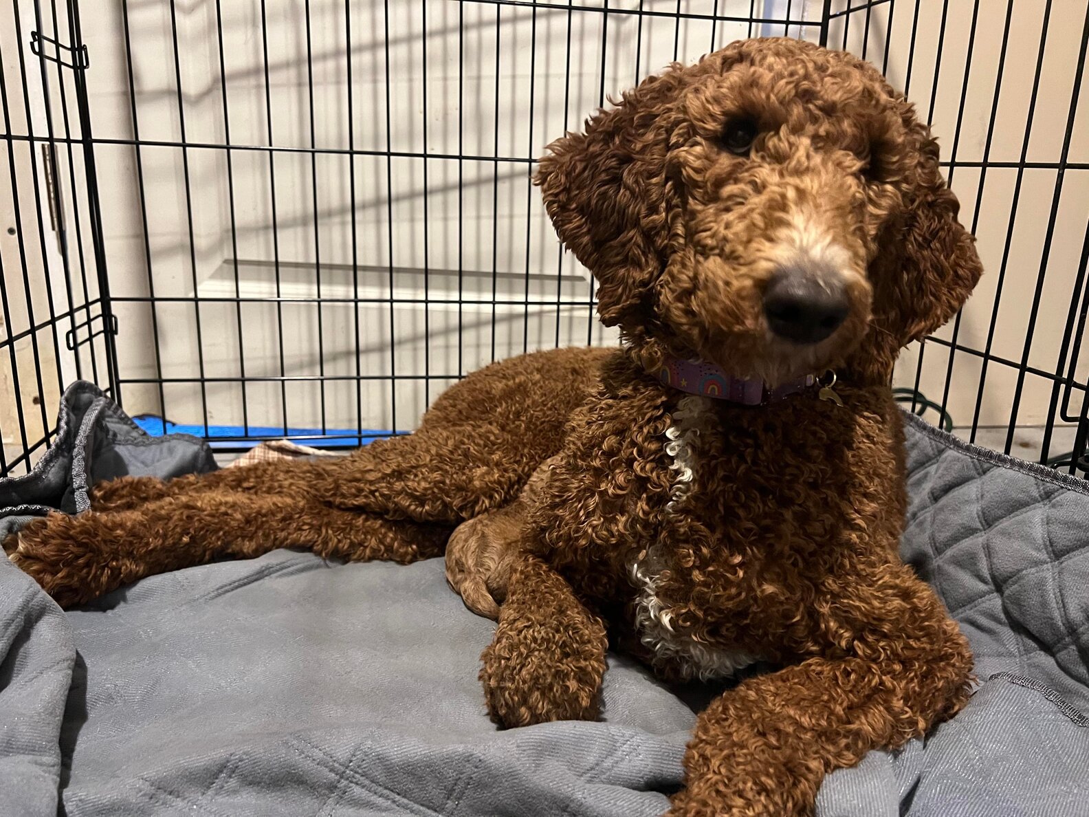 Woman Wakes Up To Find Her Foster Dog Left Her A Tiny Surprise - The Dodo