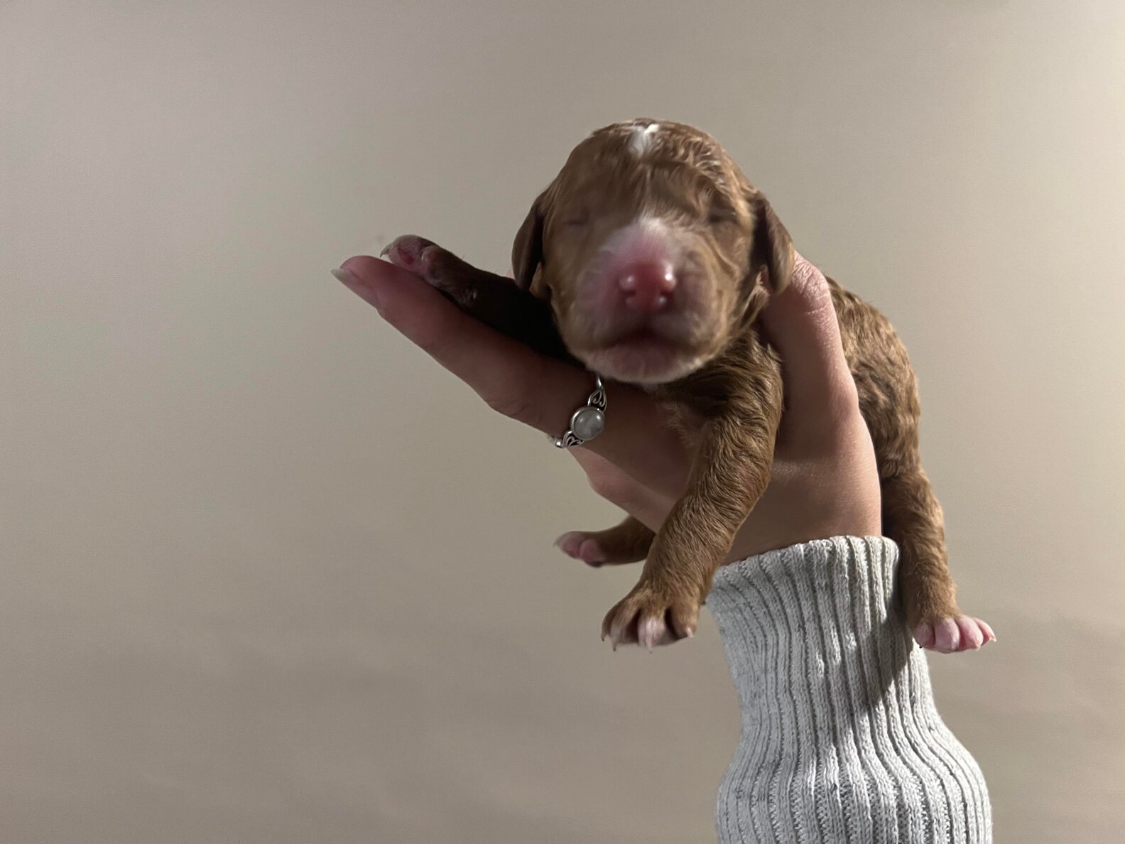 Woman Wakes Up To Find Her Foster Dog Left Her A Tiny Surprise - The Dodo