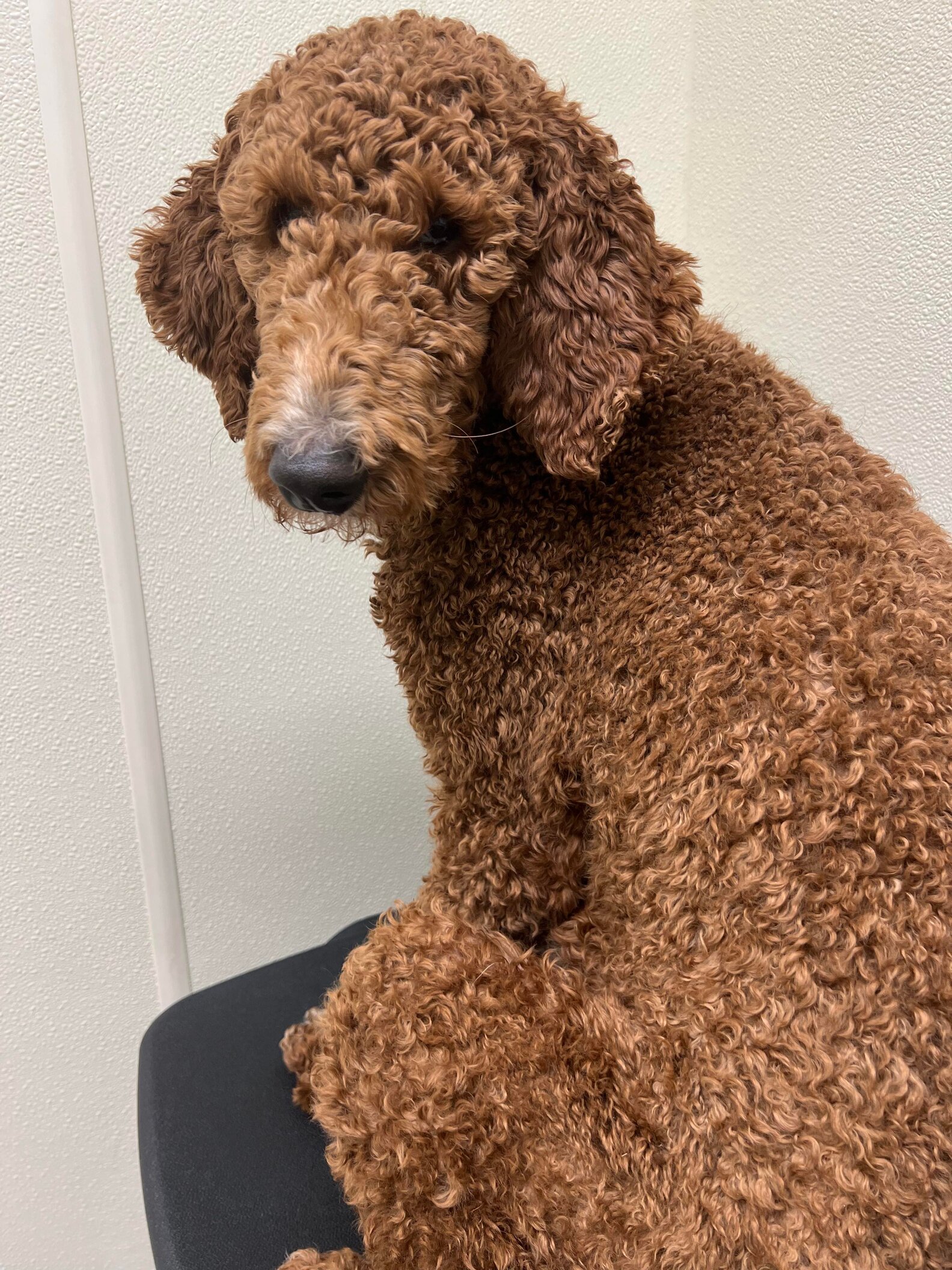 Woman Wakes Up To Find Her Foster Dog Left Her A Tiny Surprise - The Dodo
