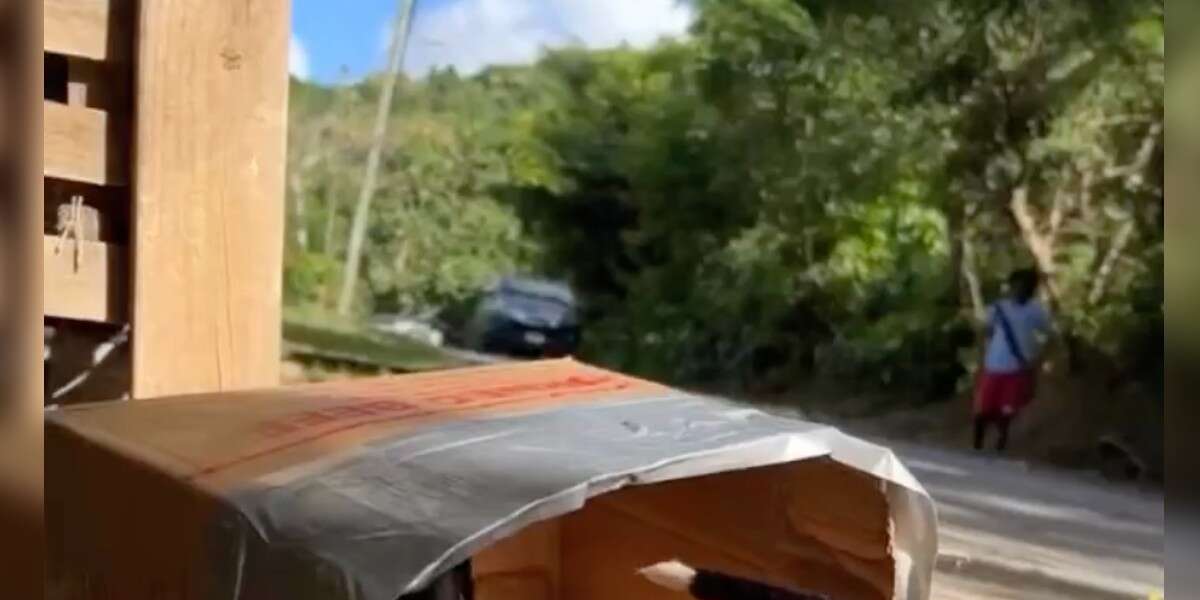 Shelter Staff Hear Barking Coming From A Cardboard Box Near The Garbage ...
