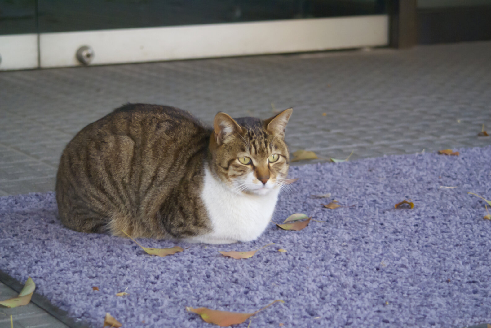 Why Do Cats Loaf? - DodoWell - The Dodo