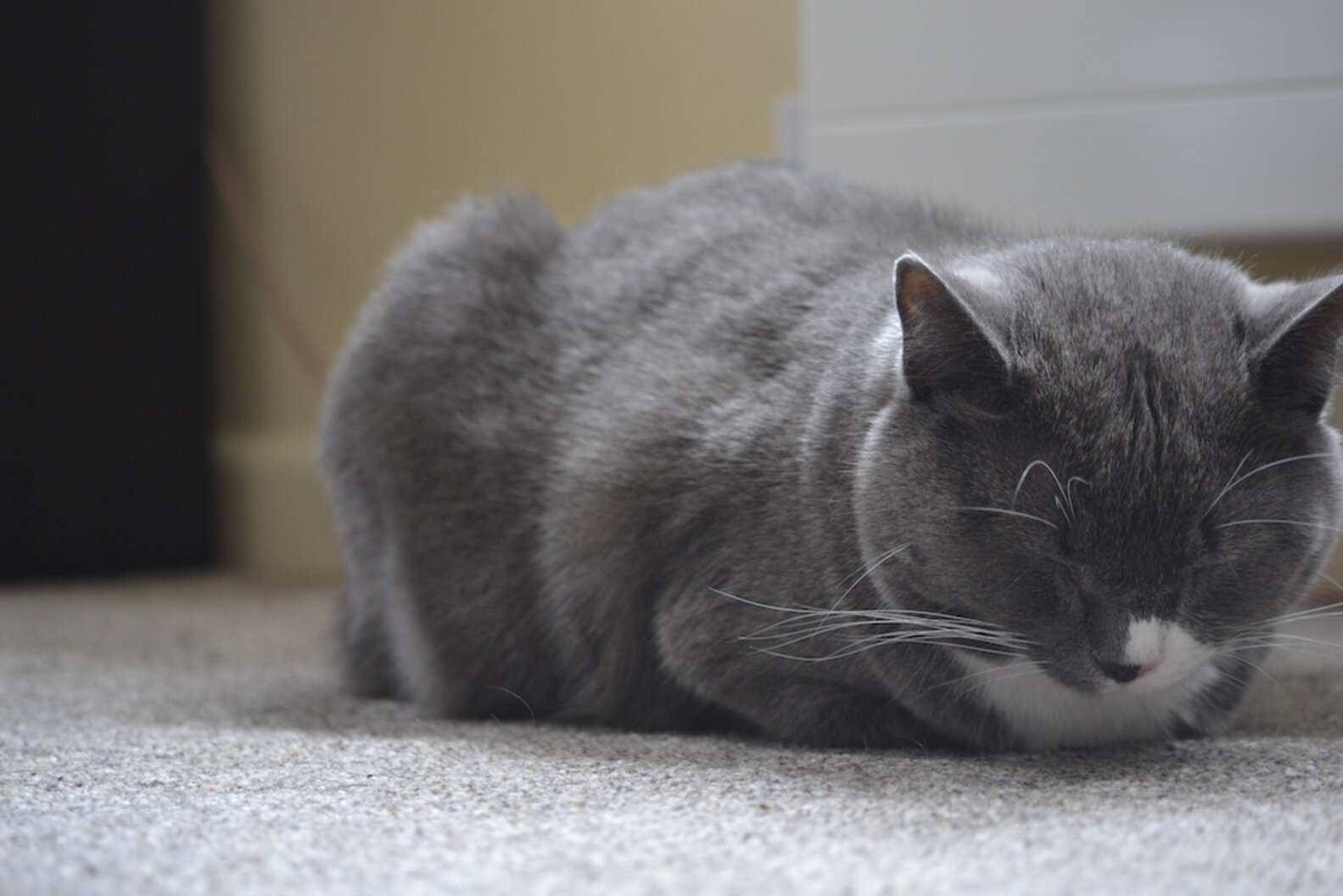 Why Do Cats Loaf? - DodoWell - The Dodo
