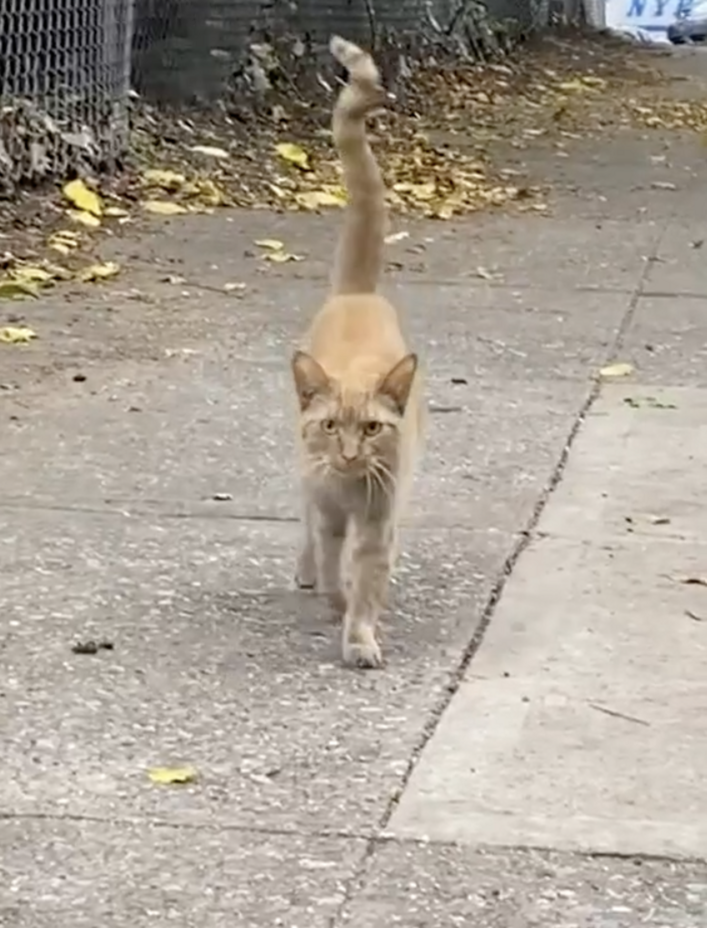 Cat Runs Up To Woman On Busy Street And Asks To Go Home With Her - The Dodo