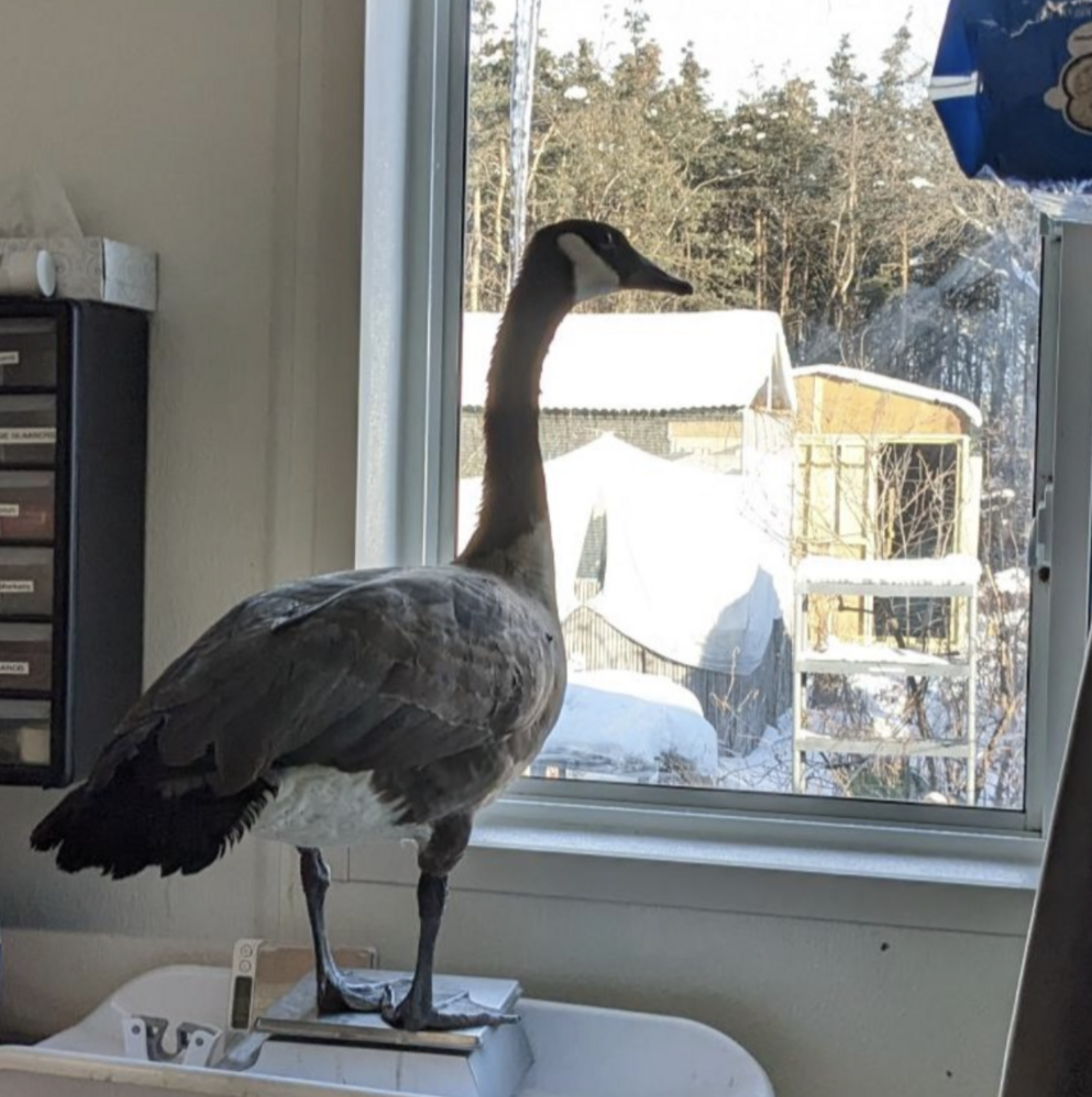 ‘Sassy’ Goose Abandoned By Flock Charms Entire Community - The Dodo