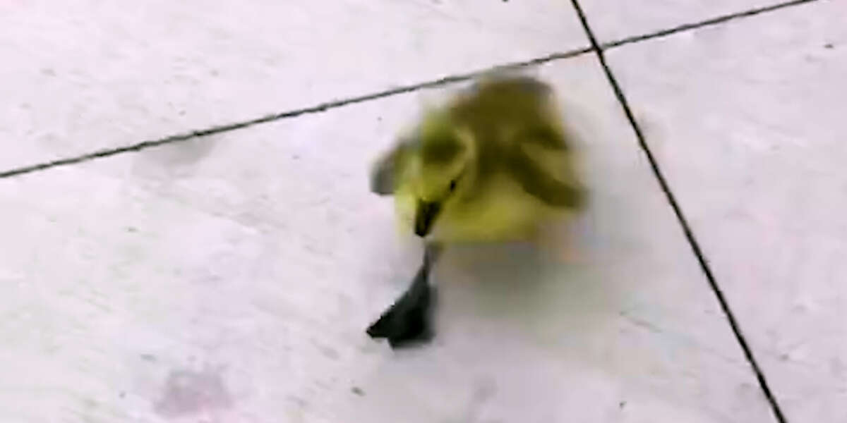 Guy Makes It His Life Mission To Reunite Lost Baby Goose With His ...