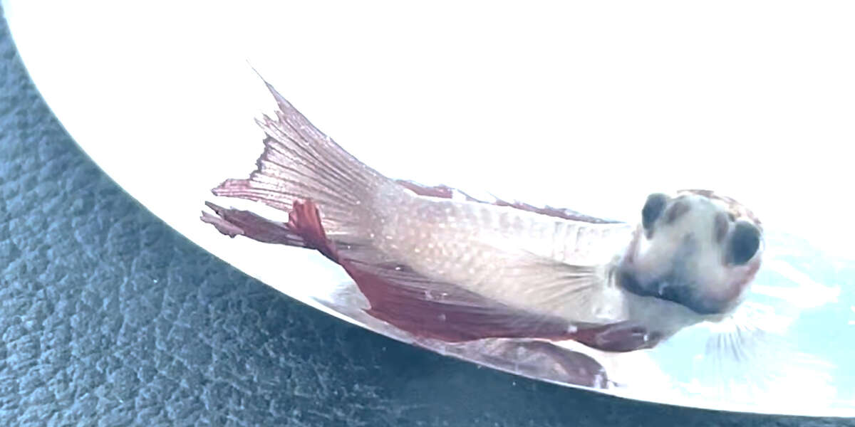 Betta Fish Changes Color After He's Adopted - Videos - The Dodo