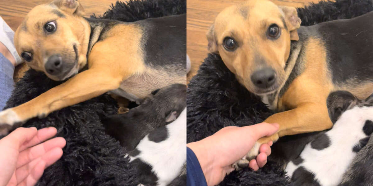 Mama Dog Rescued With Puppies Loves Having Paw Held While Nursing - The ...