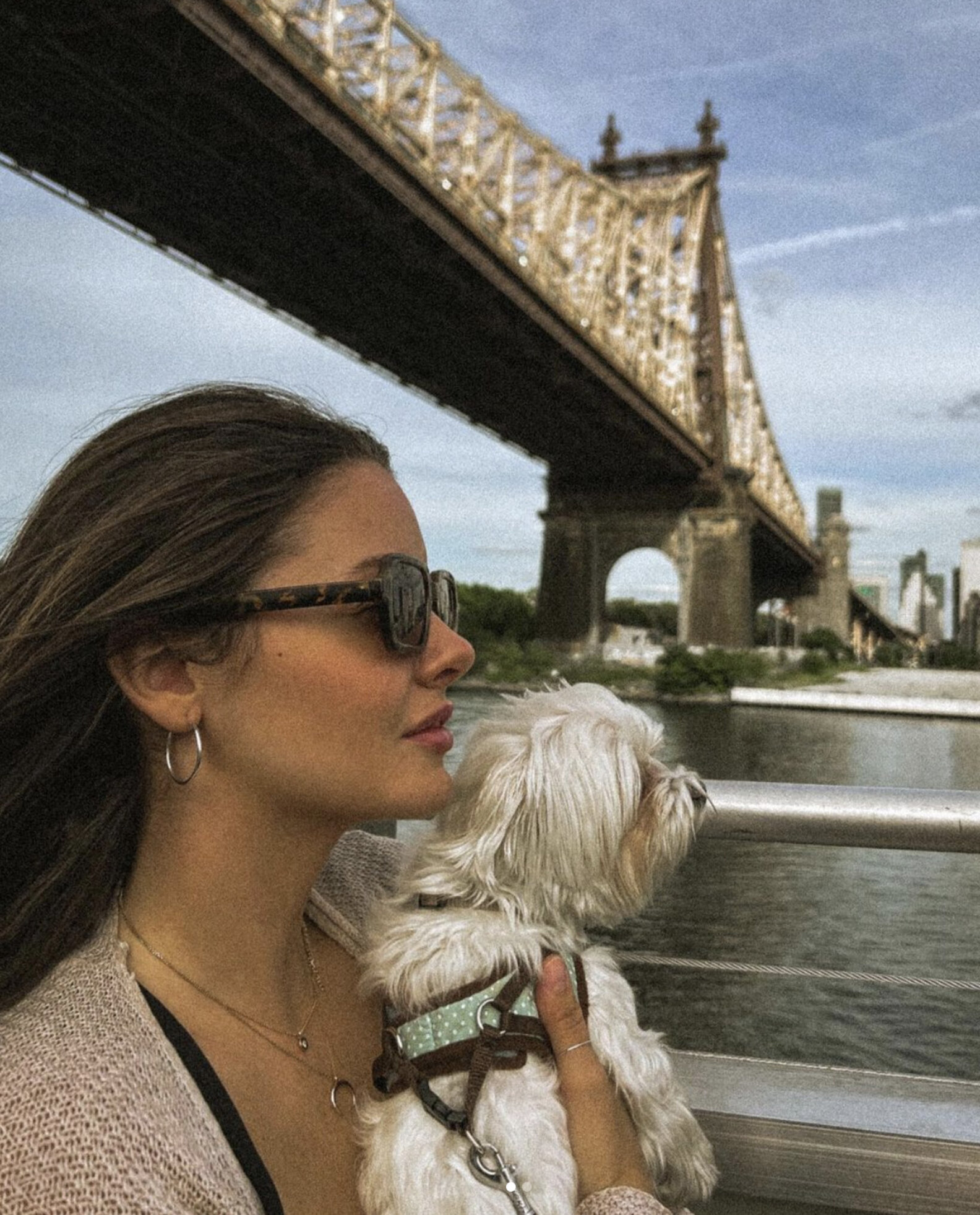Dog Strolling Down Busy Sidewalk Suddenly Hears A Familiar Voice - The Dodo