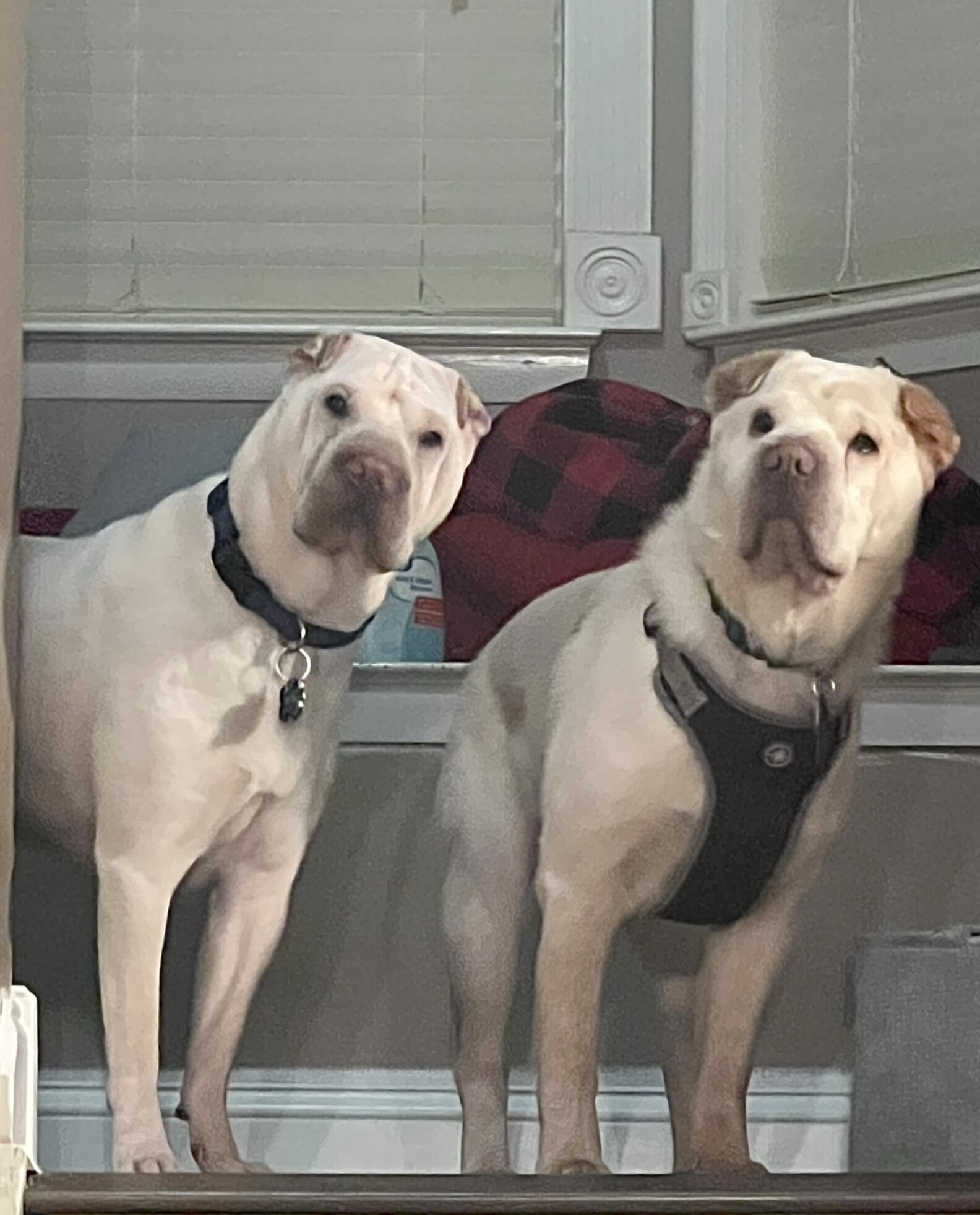 Couple Adopts Dog Who Looks Eerily Similar To Their Other Dog - The Dodo