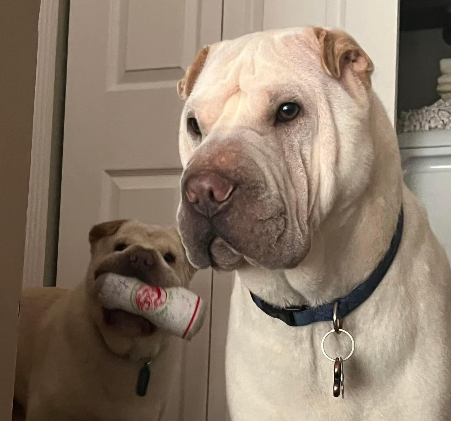 Couple Adopts Dog Who Looks Eerily Similar To Their Other Dog - The Dodo