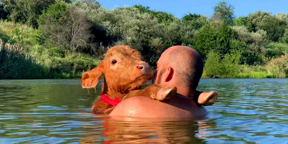 Baby Cow Rides Jet Ski With His Dad - Videos - The Dodo