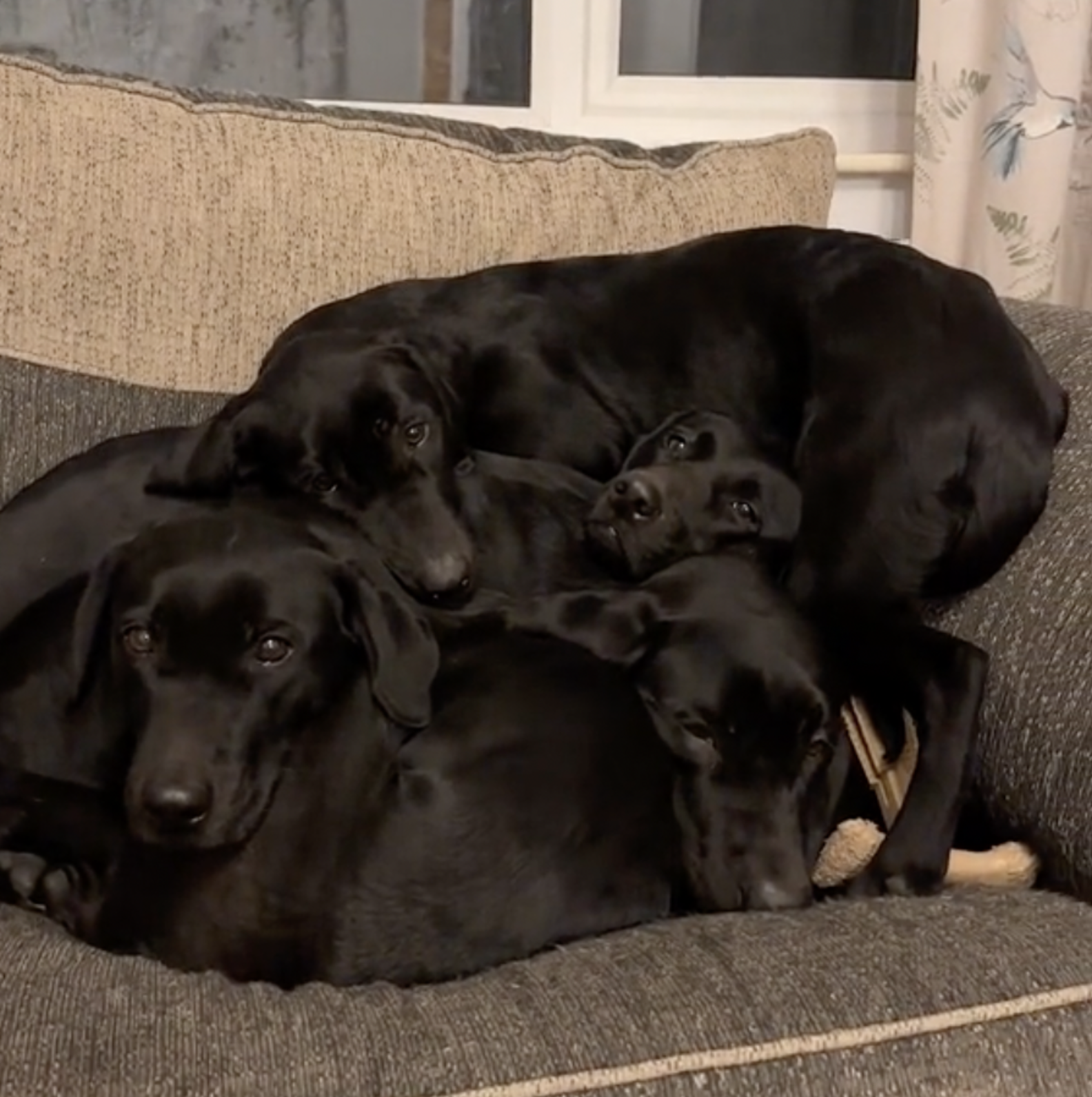 People Can't Figure Out How Many Dogs Are In This Living Optical ...