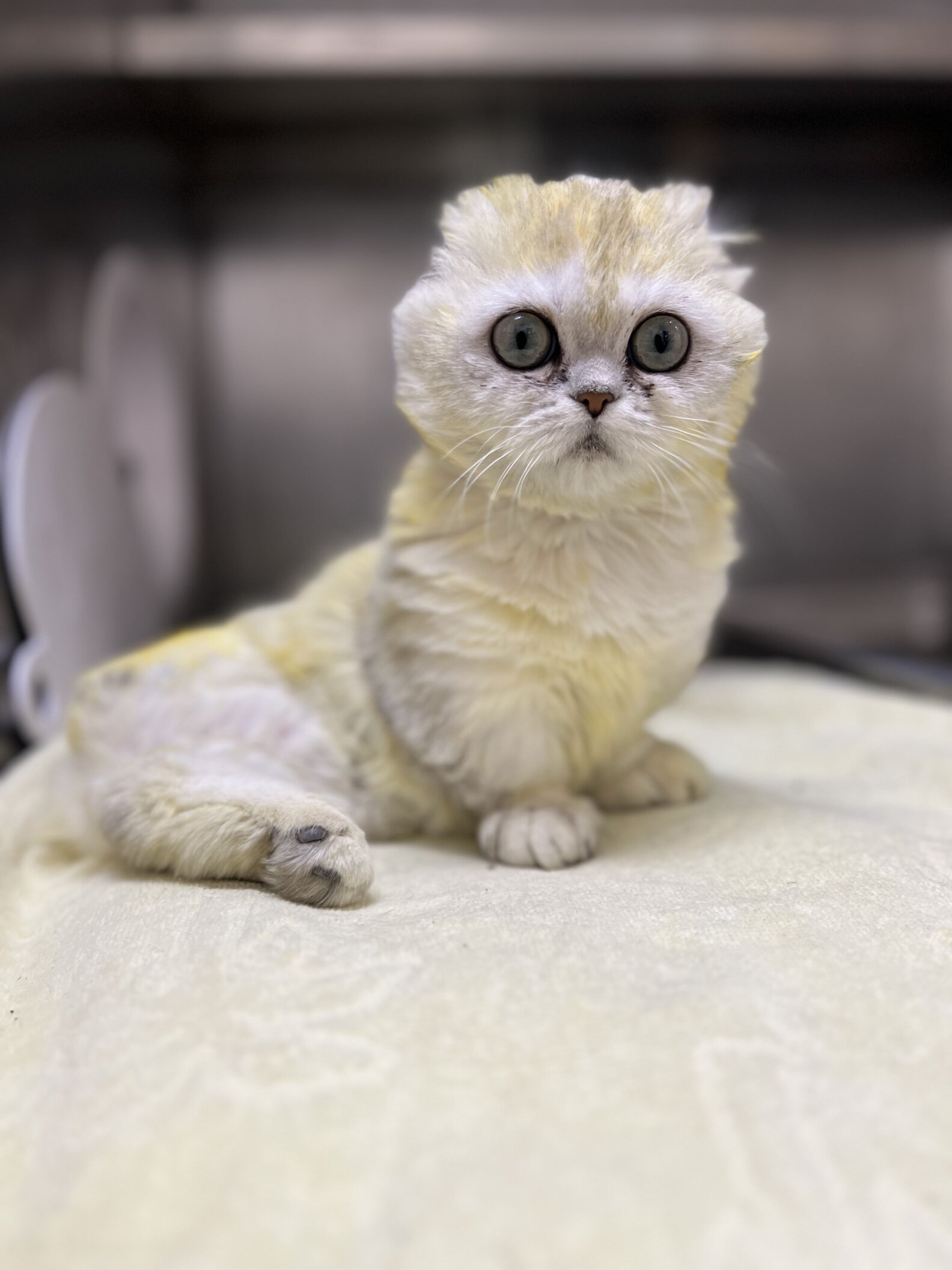 Kitten Overcomes Mystery Illness And Now Seeks A Place To Call Home ...