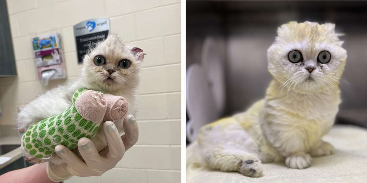 Kitten Overcomes Mystery Illness And Now Seeks A Place To Call Home ...