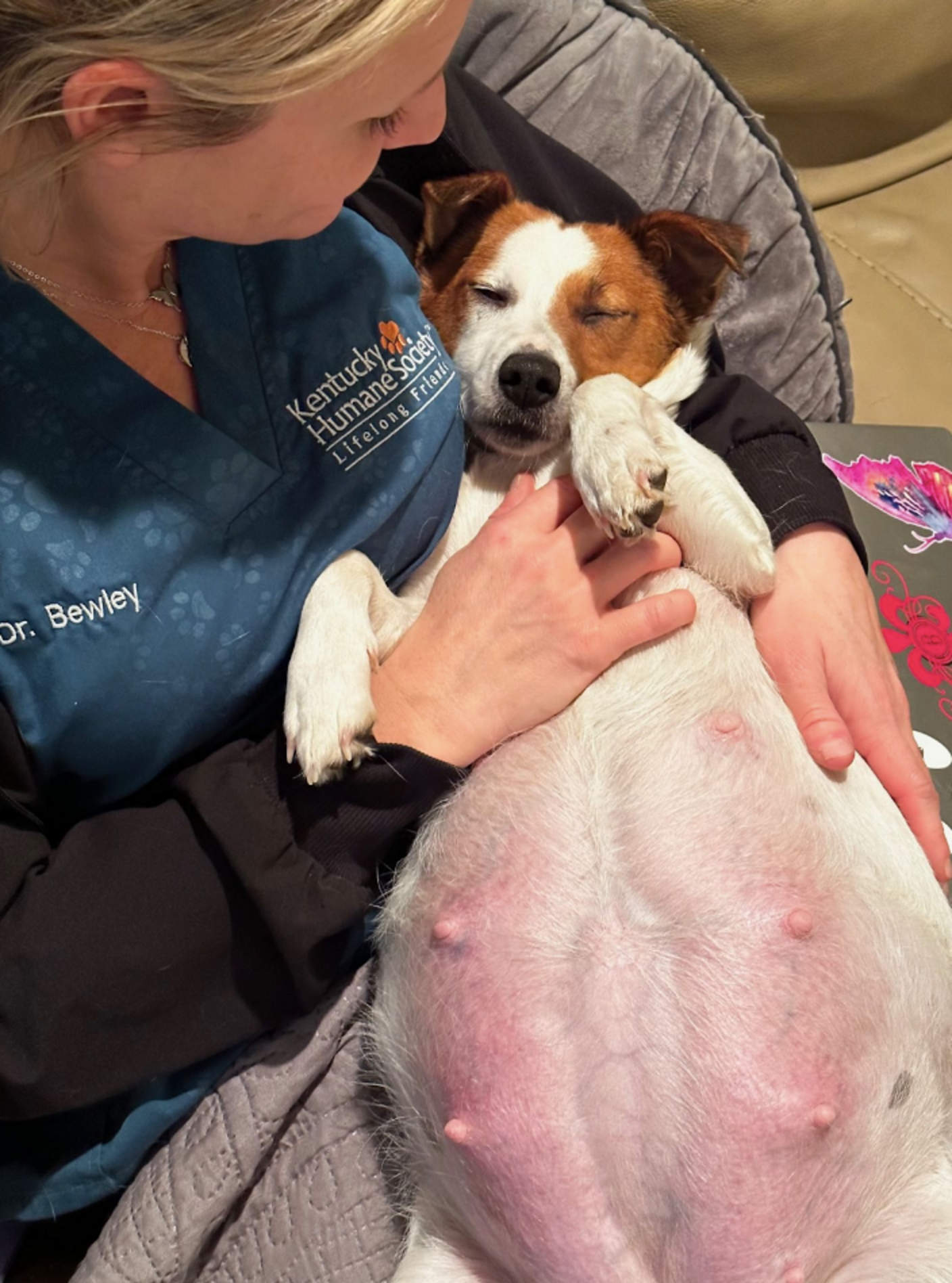 Tiny Shelter Dog Shocks Vets By Giving Birth To So Many Puppies - The Dodo