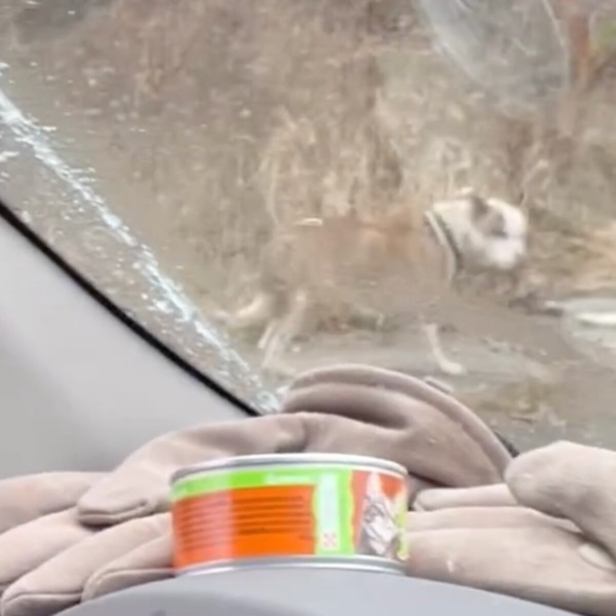 Freezing Dog Limps As Fast As He Can When He Sees Someone Who Can Help ...