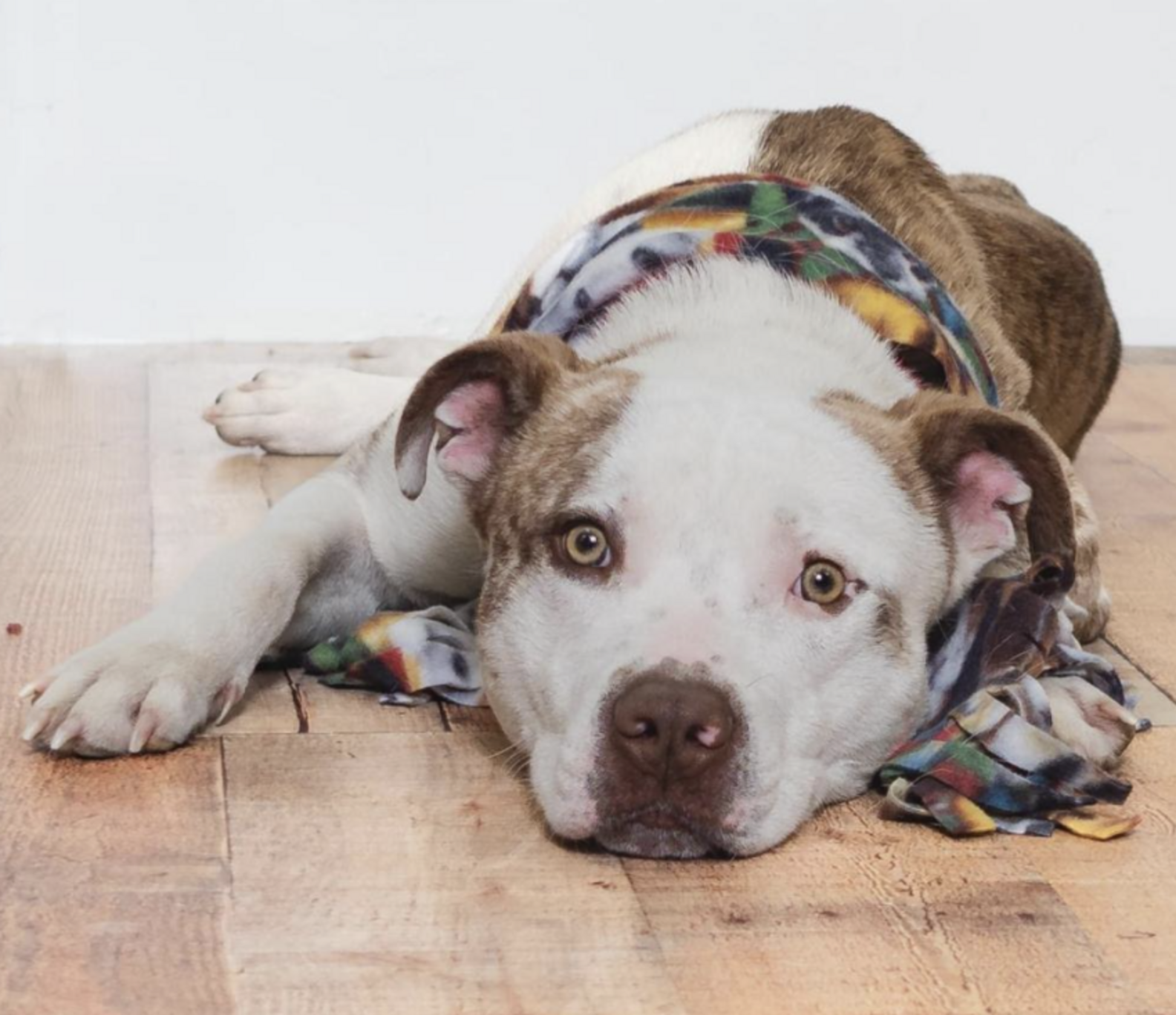 Freezing Dog Limps As Fast As He Can When He Sees Someone Who Can Help ...