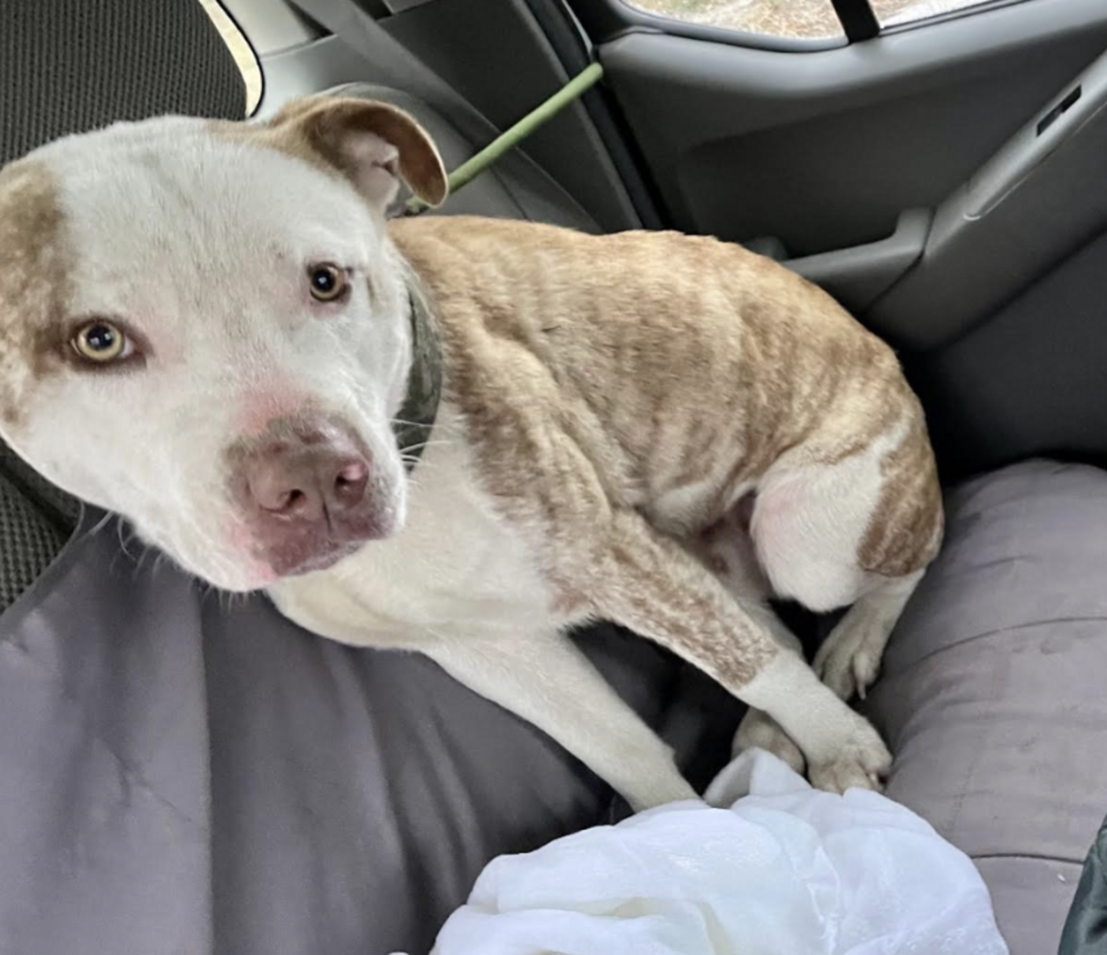 Freezing Dog Limps As Fast As He Can When He Sees Someone Who Can Help ...