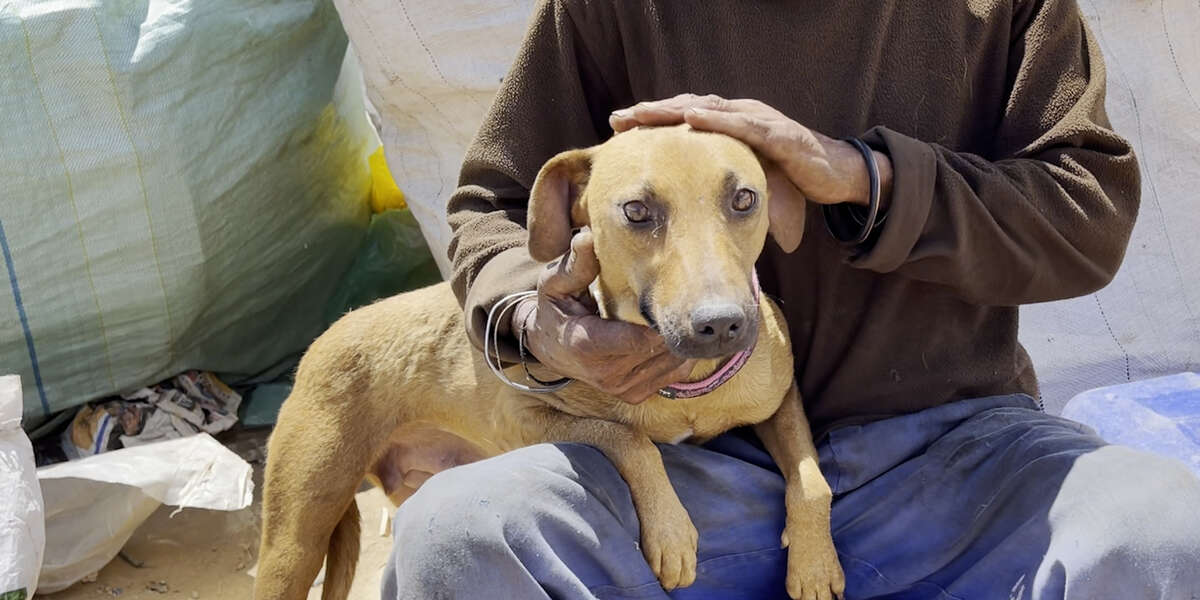 Mommy Dog Buries Pup in Dump - Videos - The Dodo