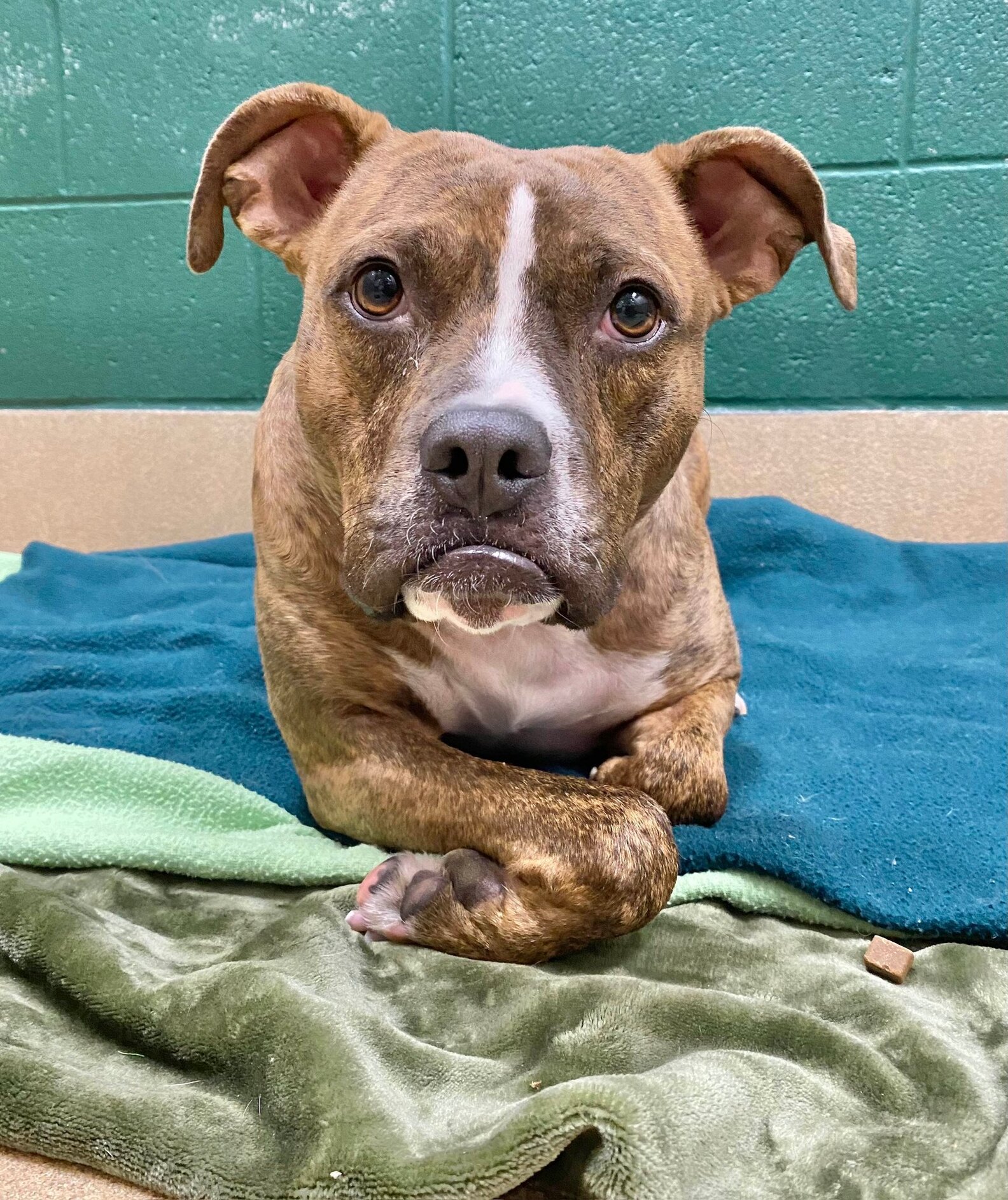 Dog With Permanent Pout Has Spent 400 Days At Shelter Waiting For A ...
